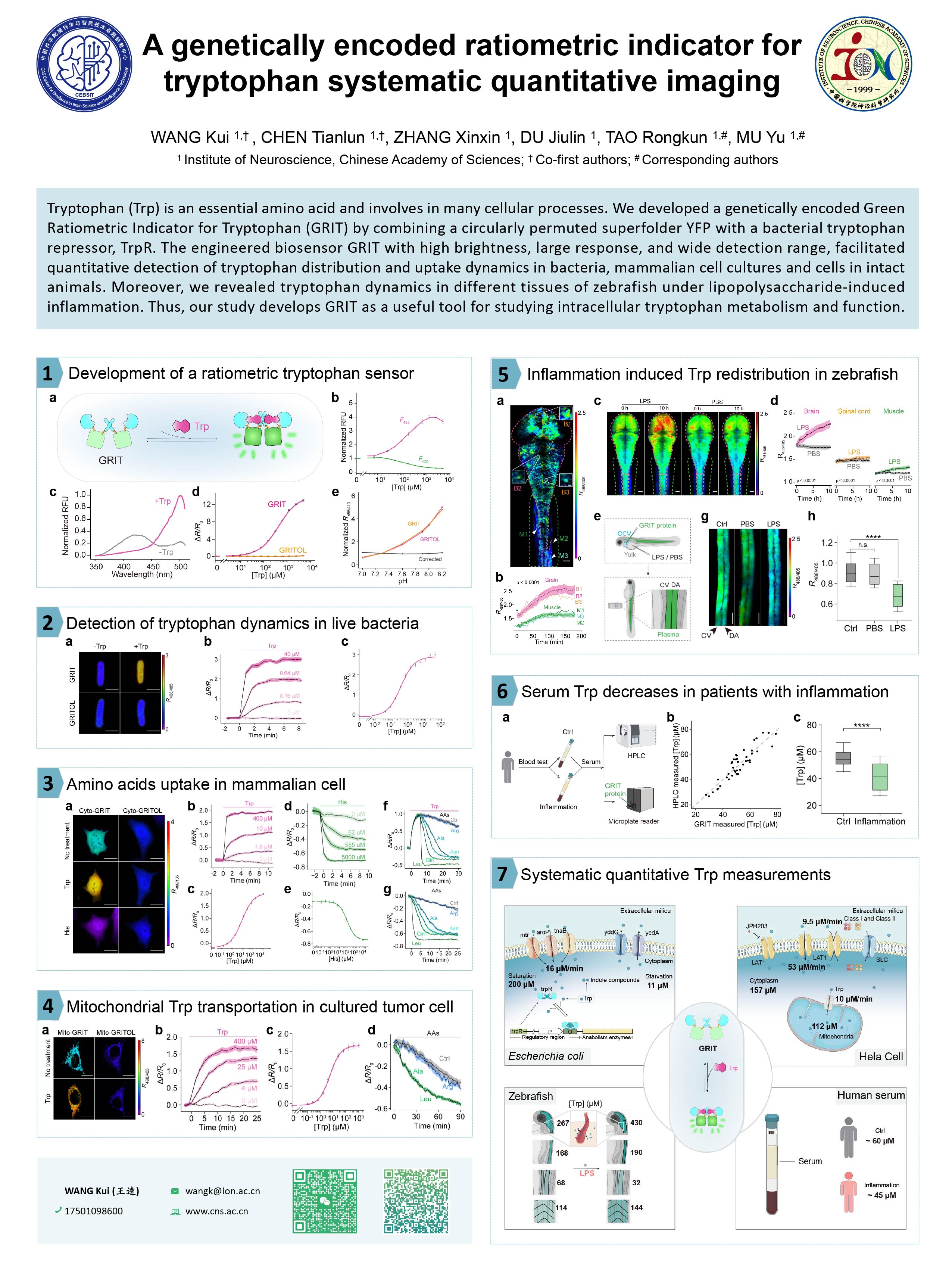 A genetically encoded ratiometric indicator for tryptophan quantitative ...